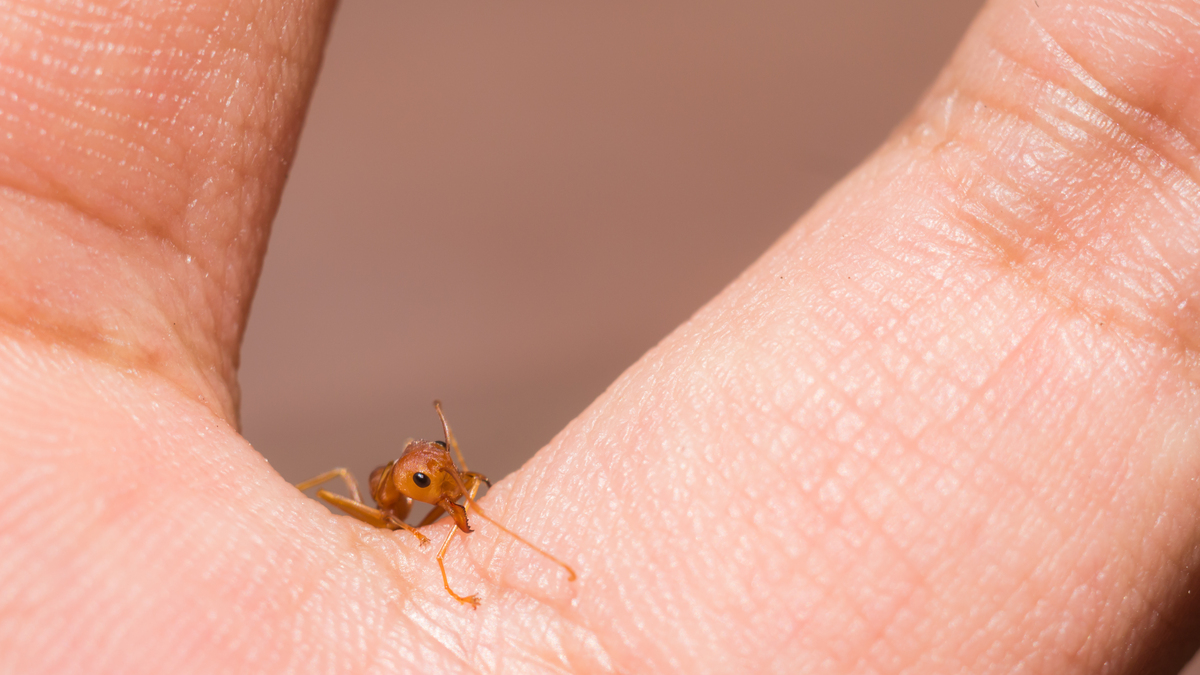 Beestjes vangen in De Maasduinen | De Limburger