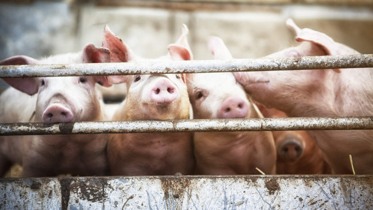 Hoe kunnen er ineens 400 varkens dood in een stal in Ospel liggen? | De ...
