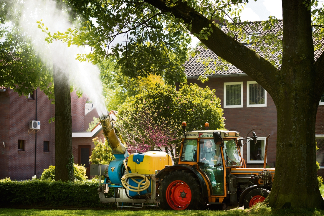 Bestrijding processierups op lager pitje in Limburg: zijn we eindelijk ...