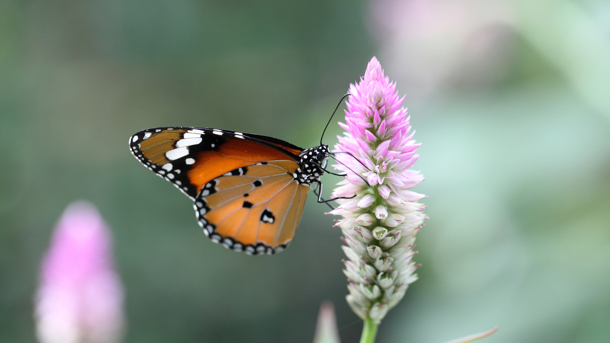 Vlindertuin Meerssen en The Butterfly House open tijdens Velt ...