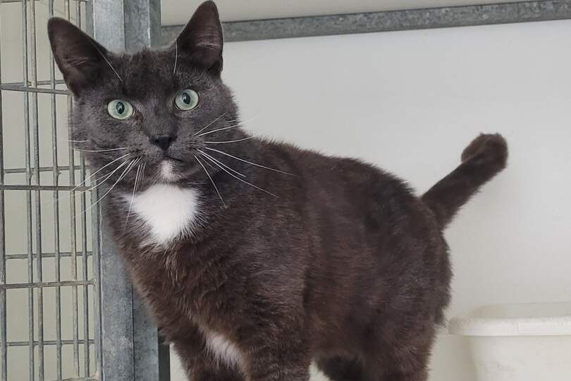 Dierenasiel de Beestenboel zoekt thuis voor Bram, een ‘vriendelijke ...