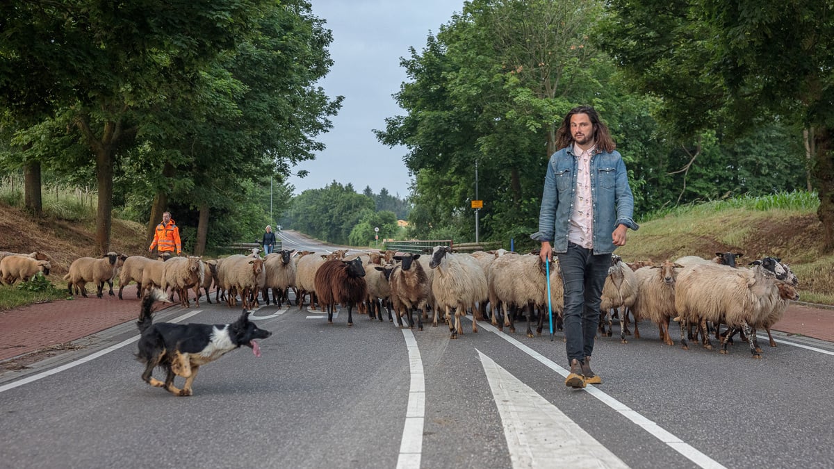 Foto’s: Zo trekt de schaapsherder met zijn kudde en hond in alle ...