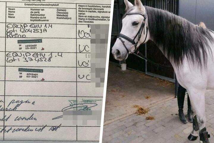 Beruchte Duitse oplichter die in Baexem doodzieke paarden verkocht moet ...