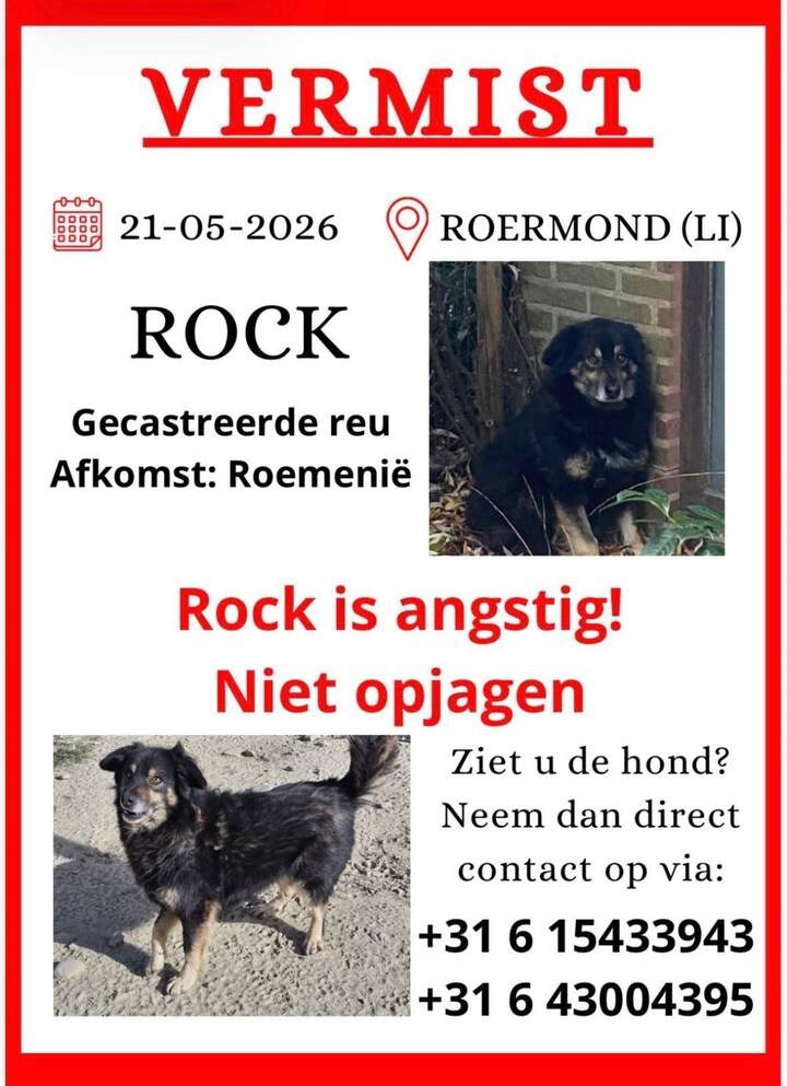 Onderzoek naar verdachte omstandigheden rond dood gevonden retriever ...