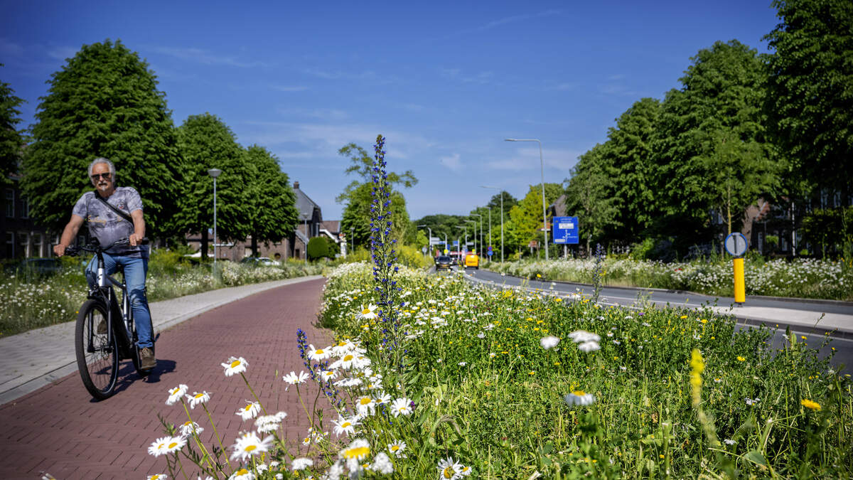 Ook bijen en vlinders komen nu graag naar Brunssum, maar wat heeft een ...