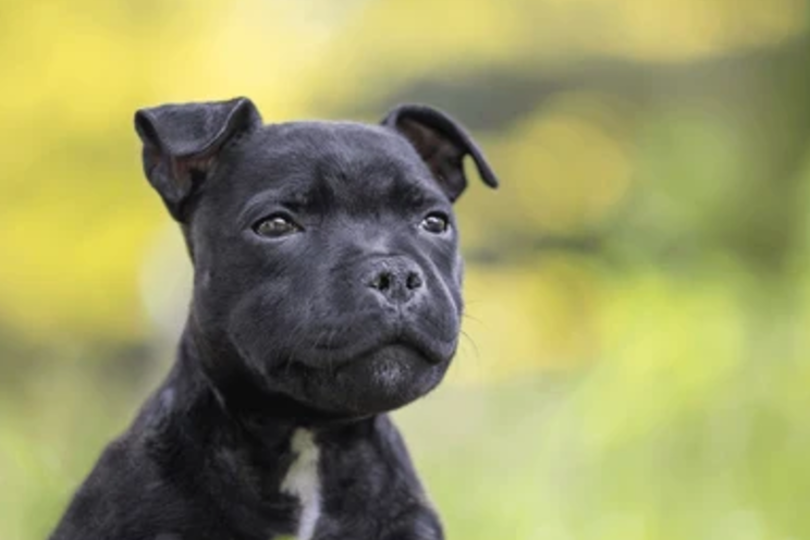 Jongen (7) gewond na ernstig bijtincident met hond in Meterik, politie ...