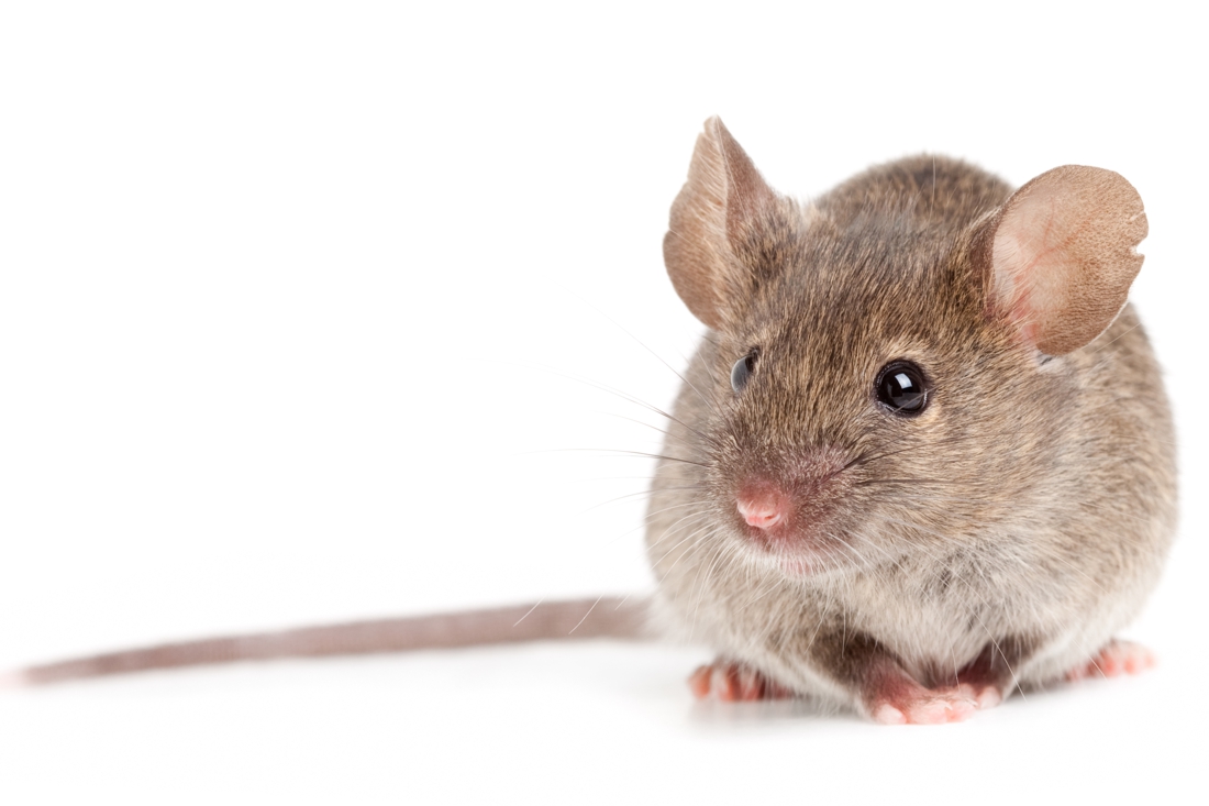 De Muis, De Klas en De Gastdocent | De Limburger