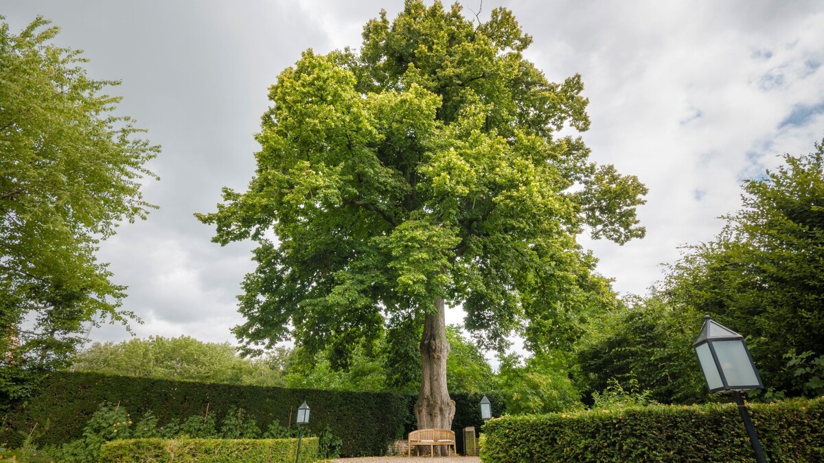 Maasniel troeft Rotterdam af: ‘Boom van het Jaar’ staat in de tuin van ...