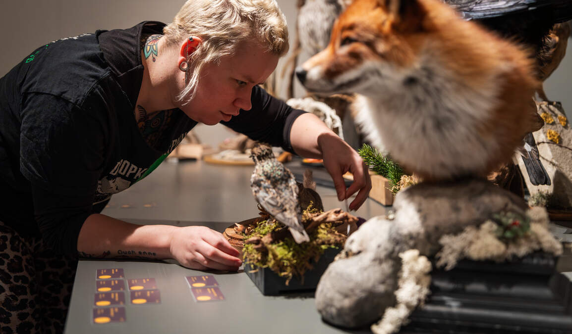Nederlands mooist geprepareerde dieren in Steyl: ‘Wanneer zich een mus ...