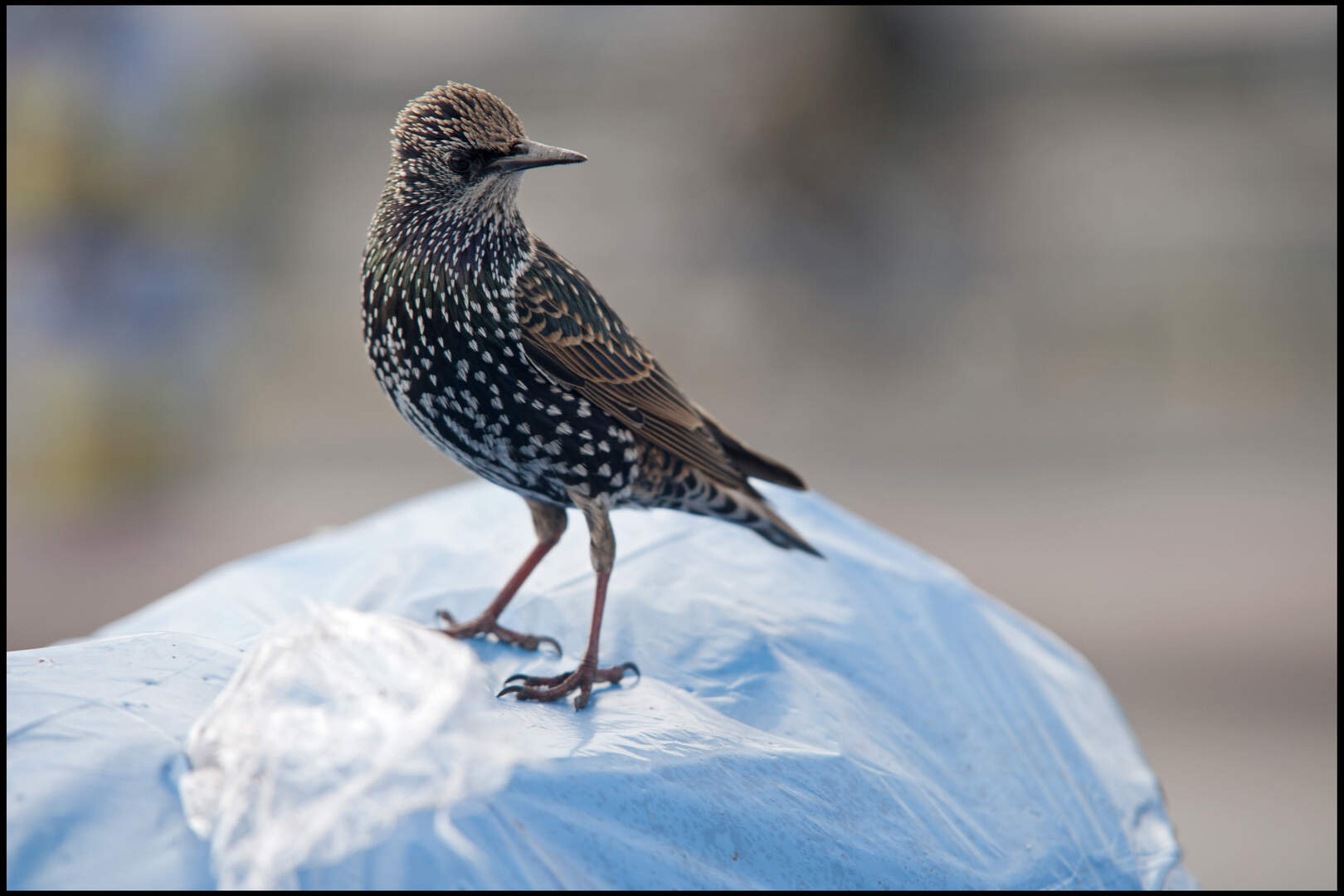 Man (69) uit Geleen aangehouden voor illegaal vangen van vogels ...