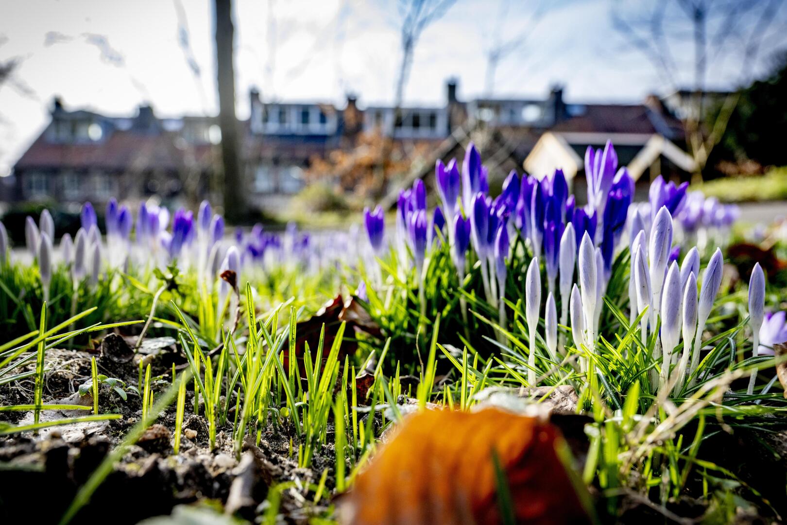 Eerste officiële lentedag van 2025 in De Bilt met 15 graden | De Limburger