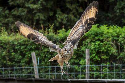 Vijftig illegaal gevangen vogels in Geleen gevonden: deze handel komt ...